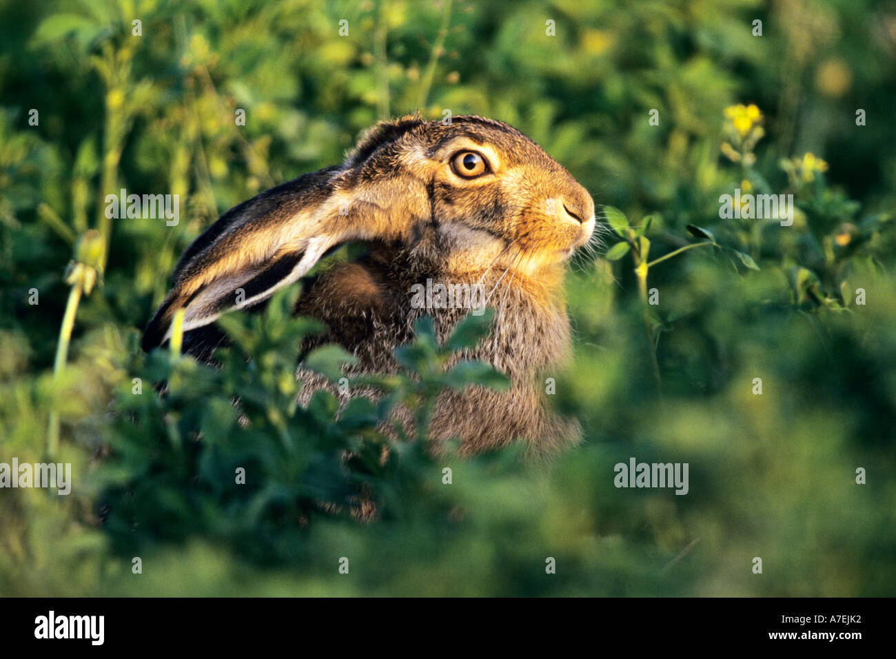 European Brown Hare Lepus europaeus Stock Photo - Alamy