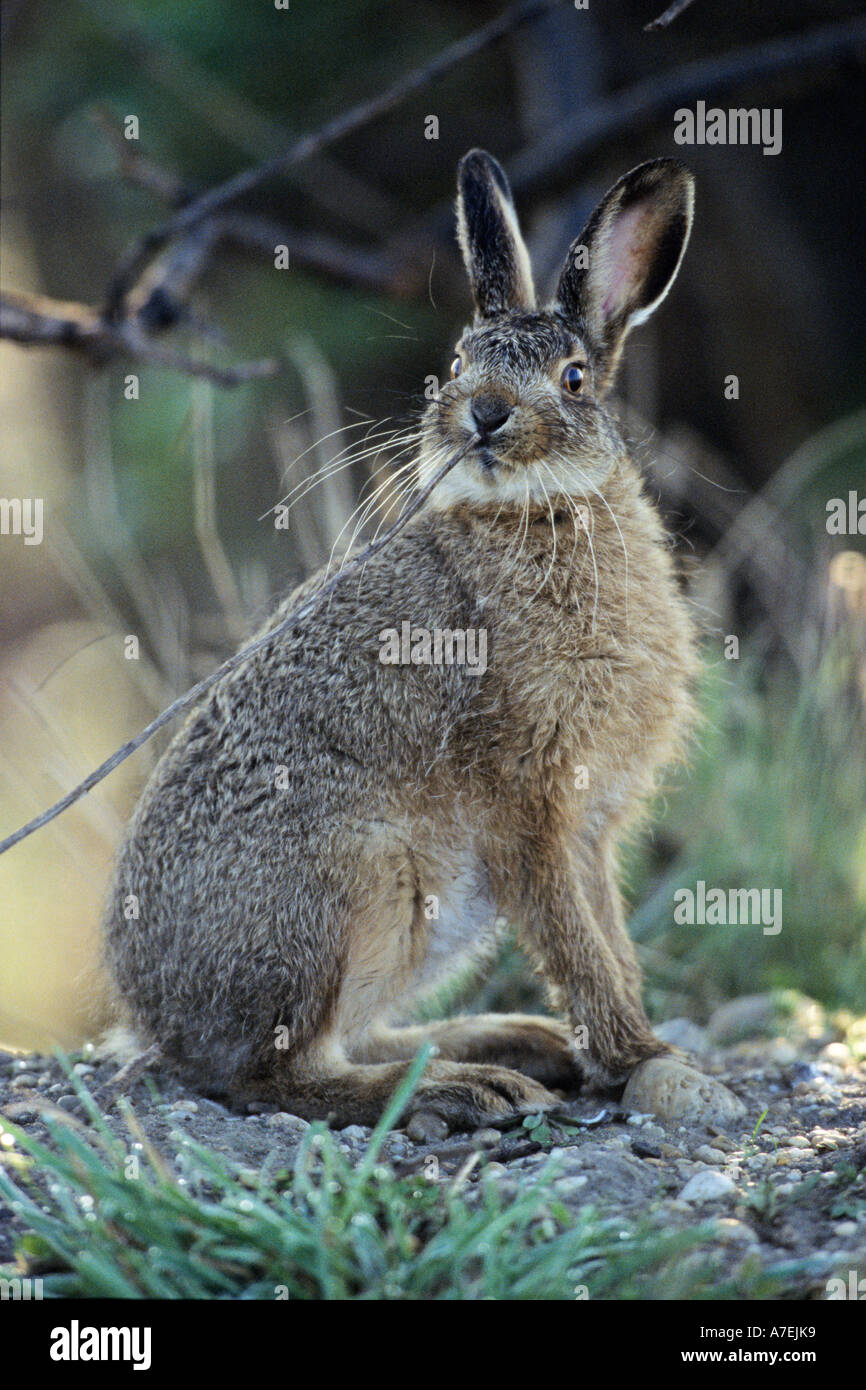 Brown hare sitting upright hi-res stock photography and images - Alamy