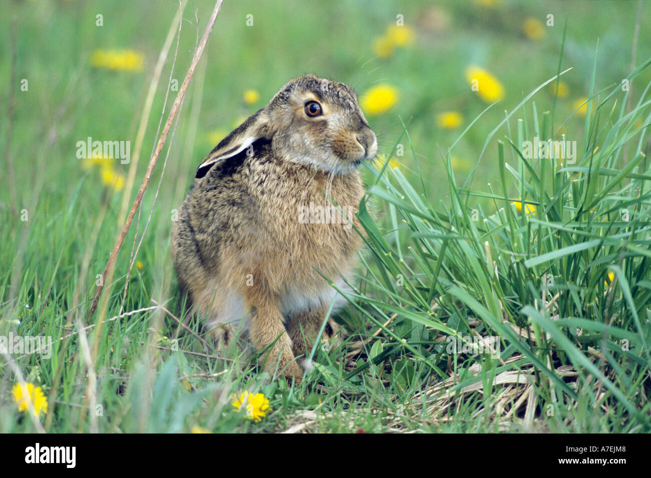 European Brown Hare Lepus europaeus Stock Photo - Alamy