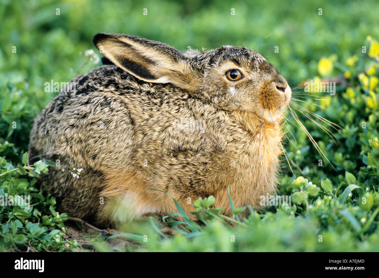European Brown Hare Lepus europaeus Stock Photo - Alamy