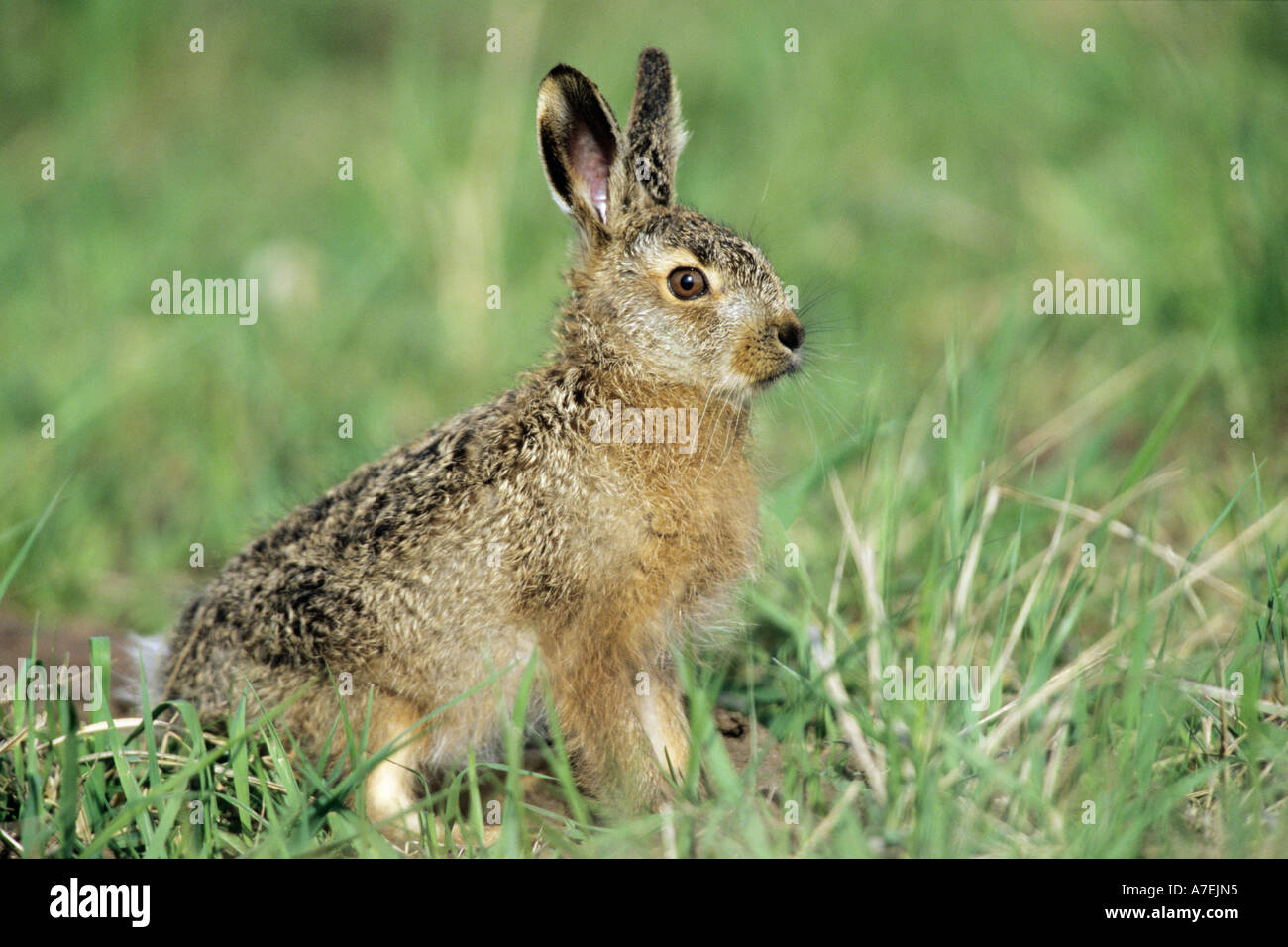 European Brown Hare Lepus europaeus Stock Photo - Alamy