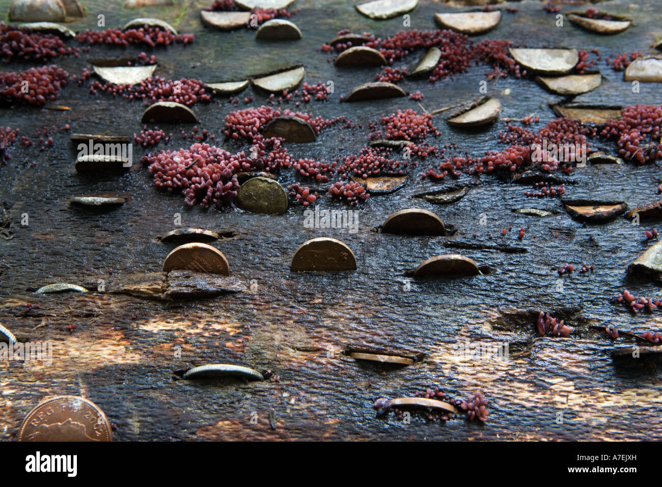 Uk coins money tree hi-res stock photography and images - Alamy