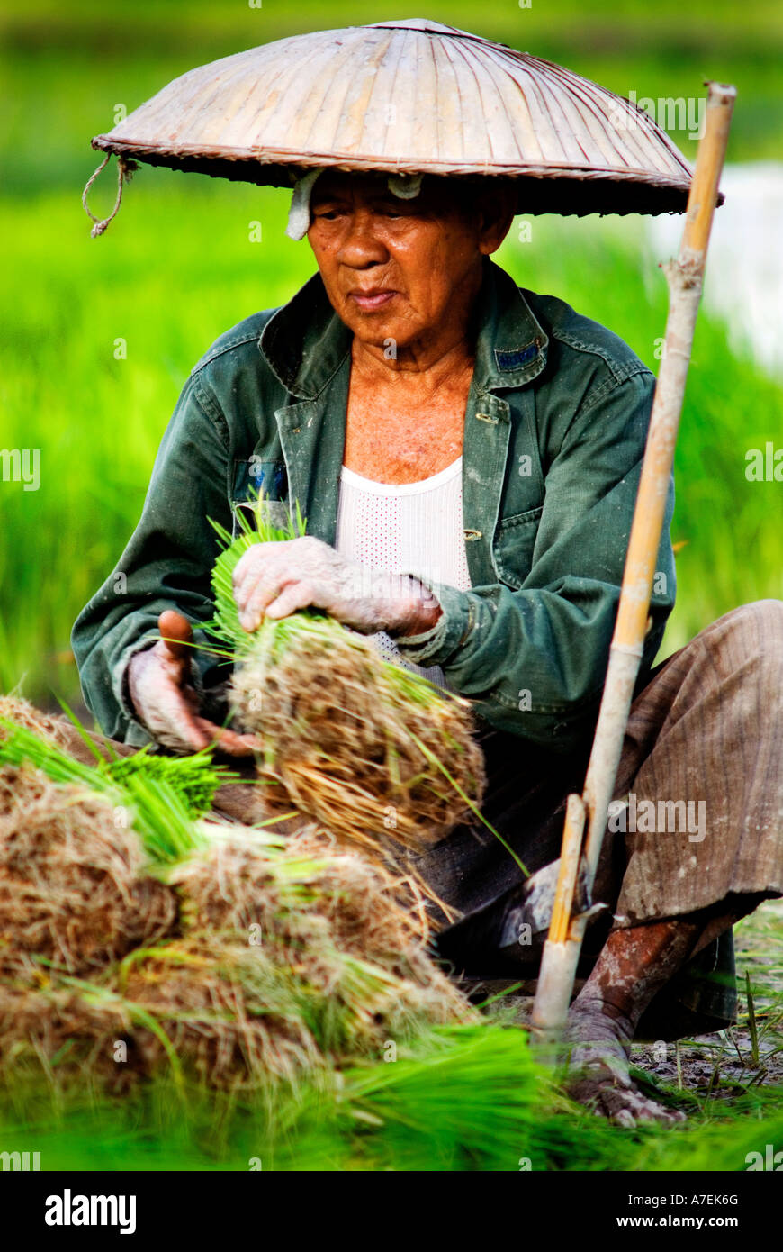 Old man preparing bundles of young rice seedlings for transplanting ...
