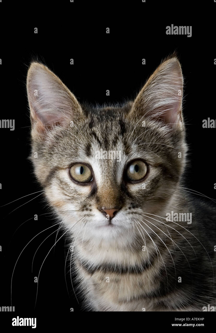 Tabby cat closeup portrait Stock Photo - Alamy