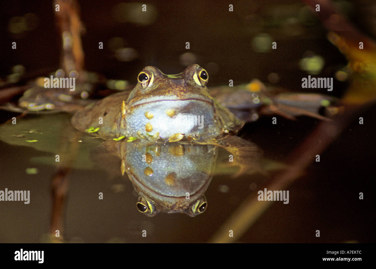 Mating frog hi-res stock photography and images - Alamy