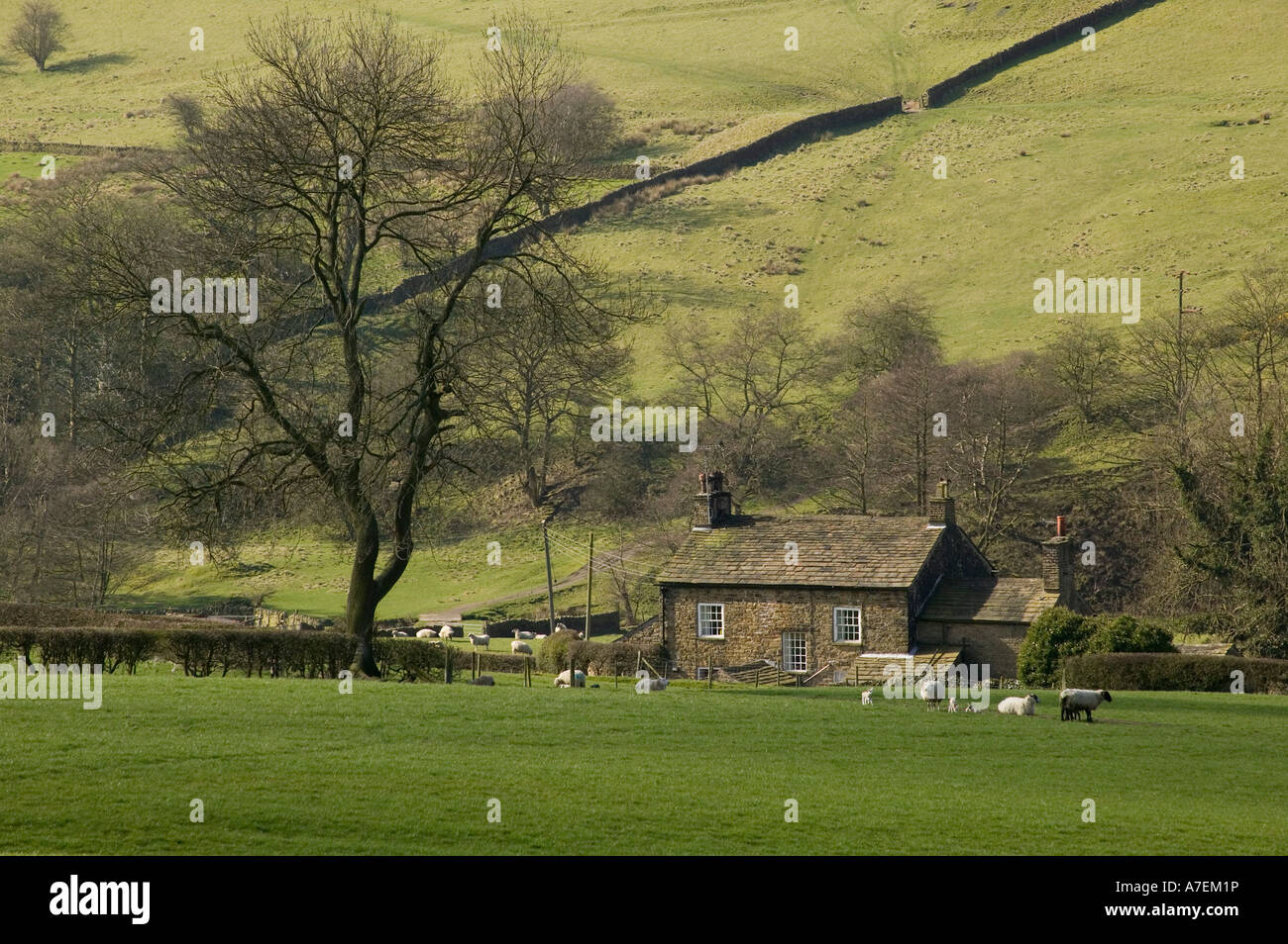 Lambs and sheep in a field in front of a farmhouse Stock Photo - Alamy