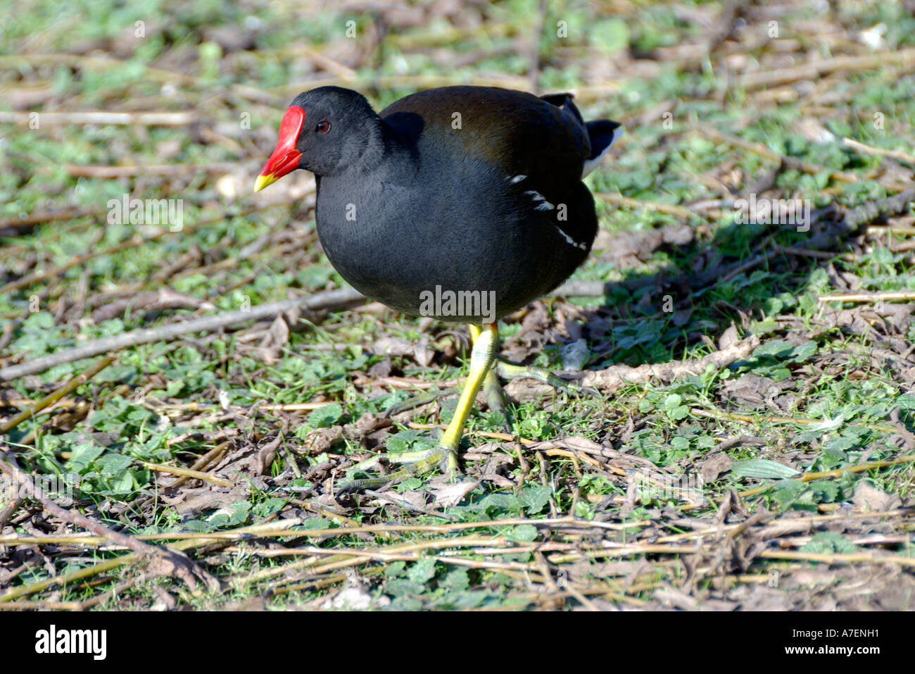 Moorhen landscape format hi-res stock photography and images - Alamy
