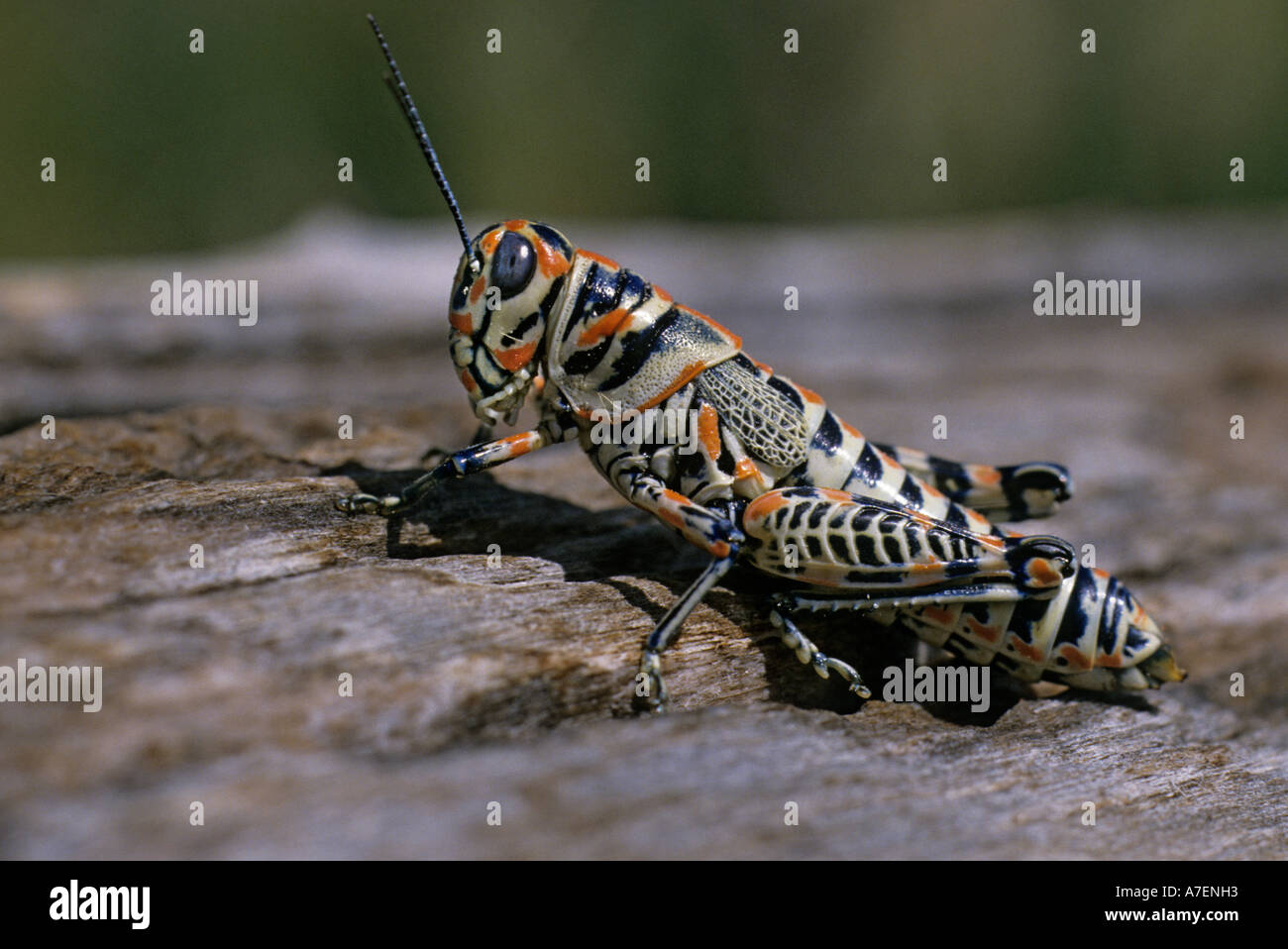 Painted grasshopper Dactylotum bicolor side view New Mexico USA Stock ...