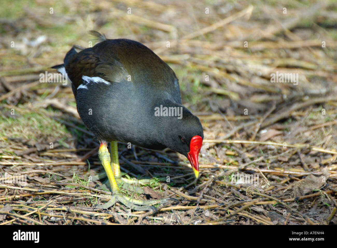 Moorhen landscape format hi-res stock photography and images - Alamy