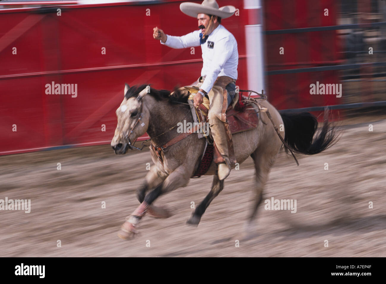 Mexico, Jalisco, Puerto Vallarta. Cowboy riding horse at the charro ...