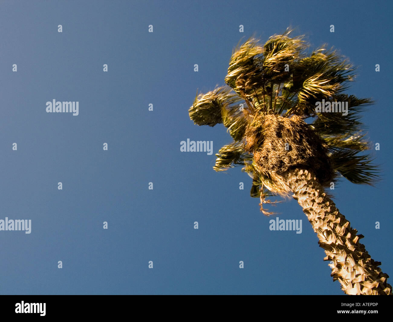 Palm Tree Blowing in the Wind Stock Photo - Alamy