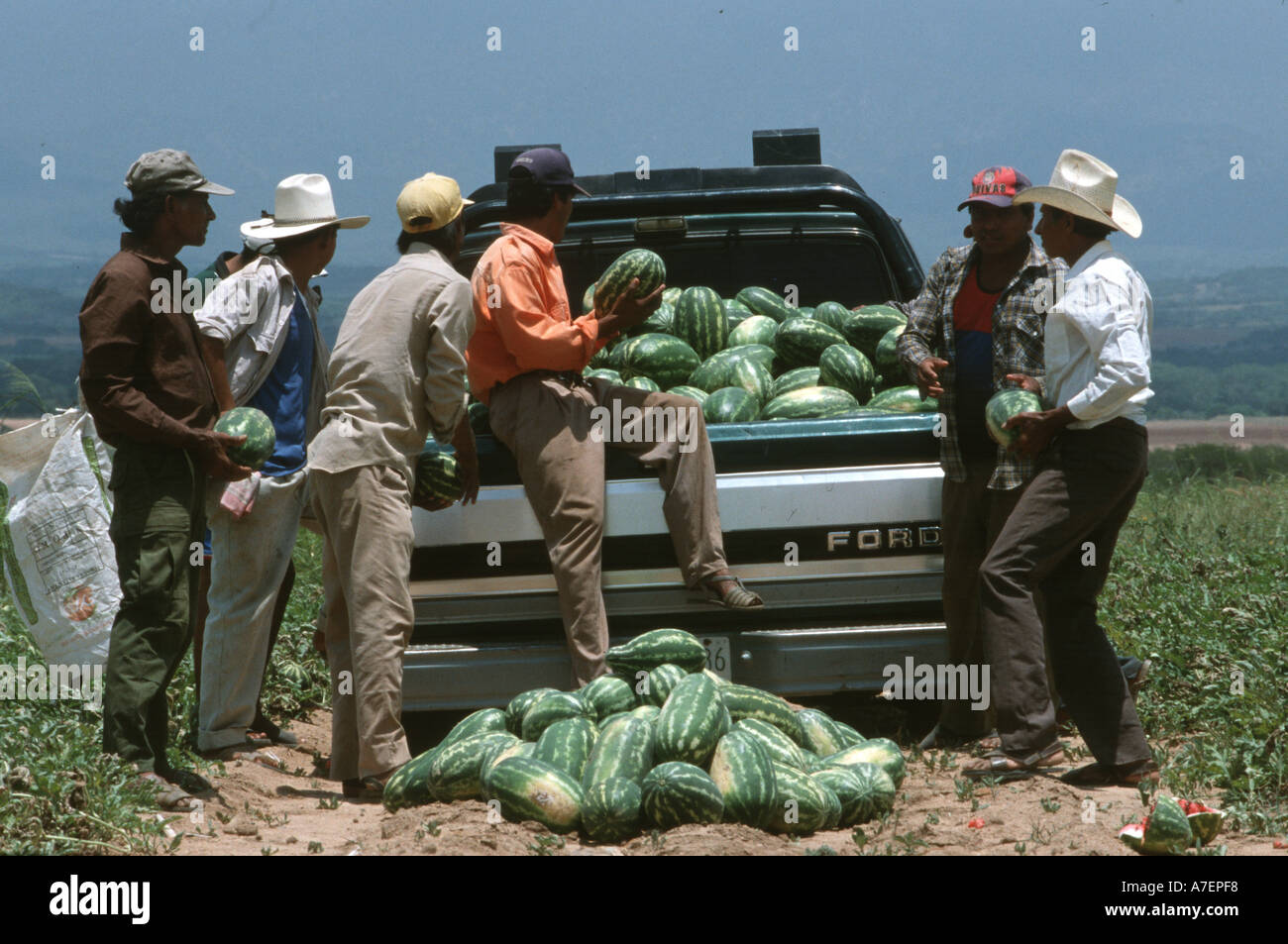 Mexico, Oaxaca, North America. Watermelon harvest in Oaxaca Stock Photo ...