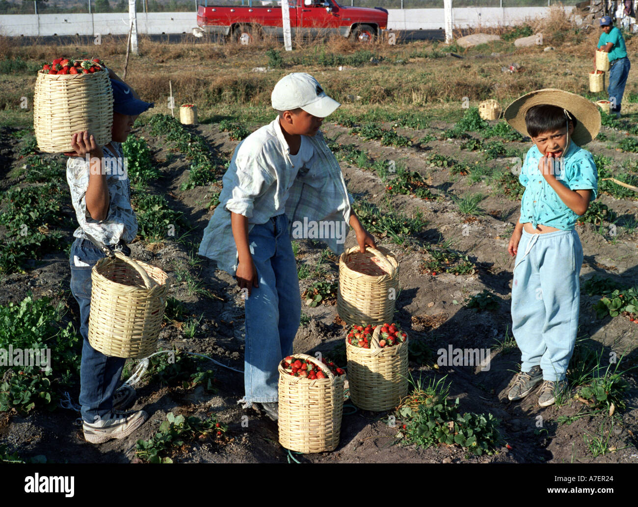 Kid farm mexico hi-res stock photography and images - Alamy