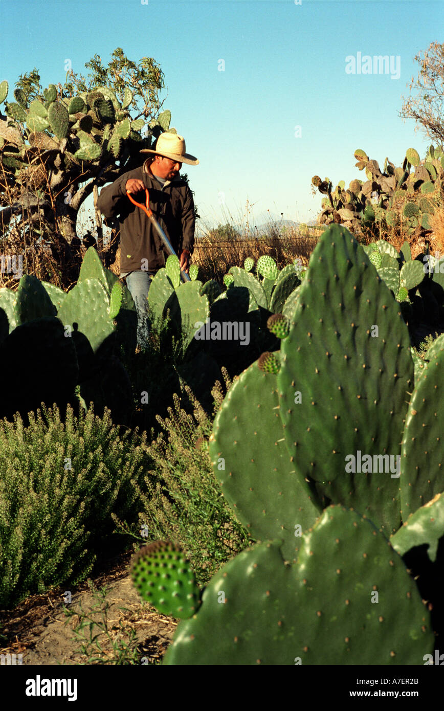 Nopal cactus field hi-res stock photography and images - Alamy