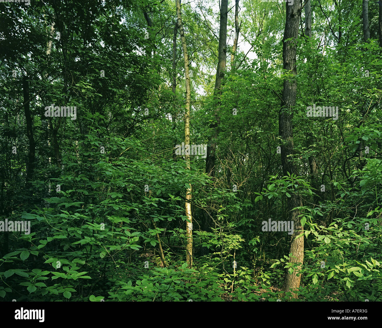 Undisturbed landscape natural untouched hi-res stock photography and ...