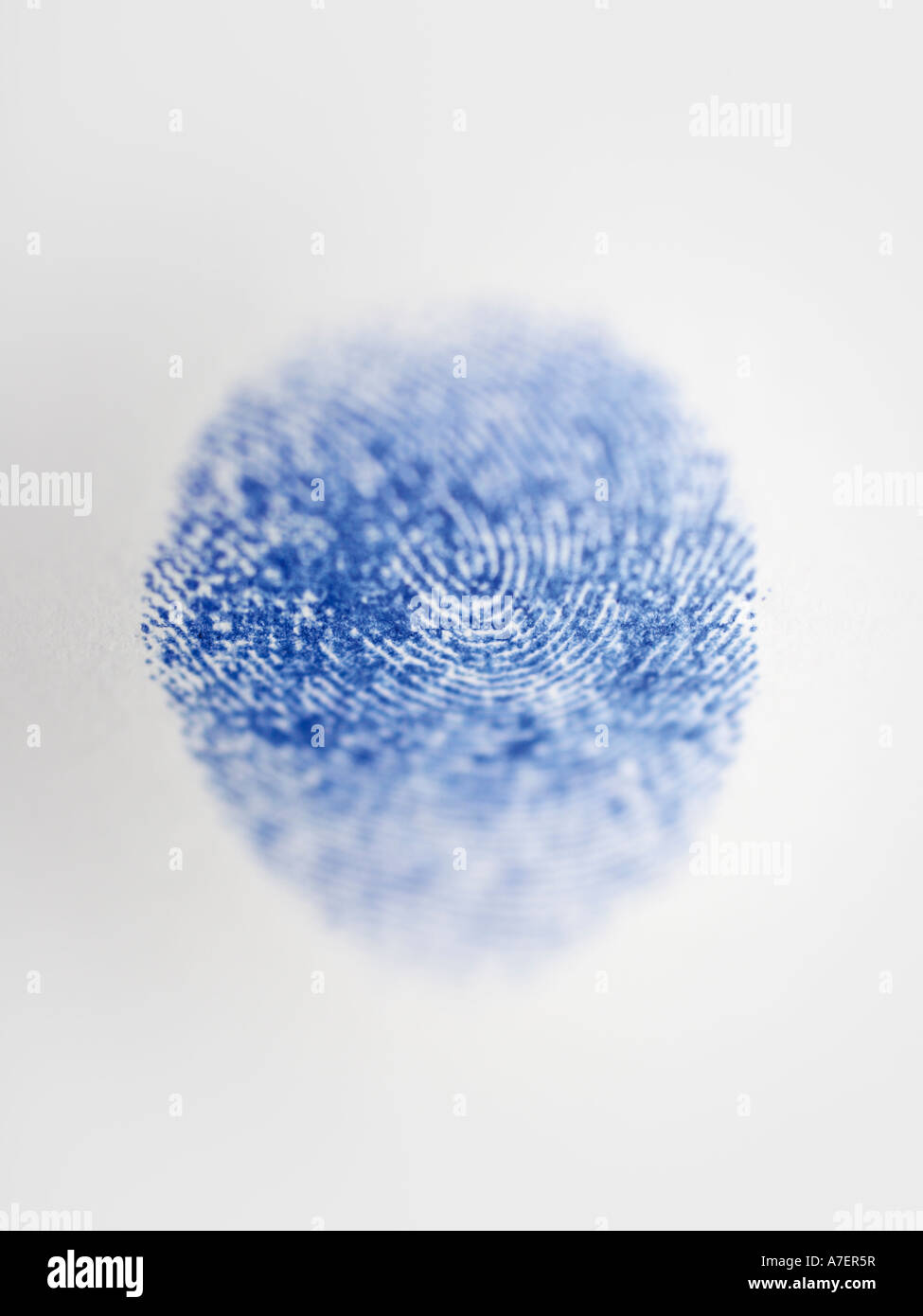 Blue fingerprint on white background selective focus Stock Photo - Alamy