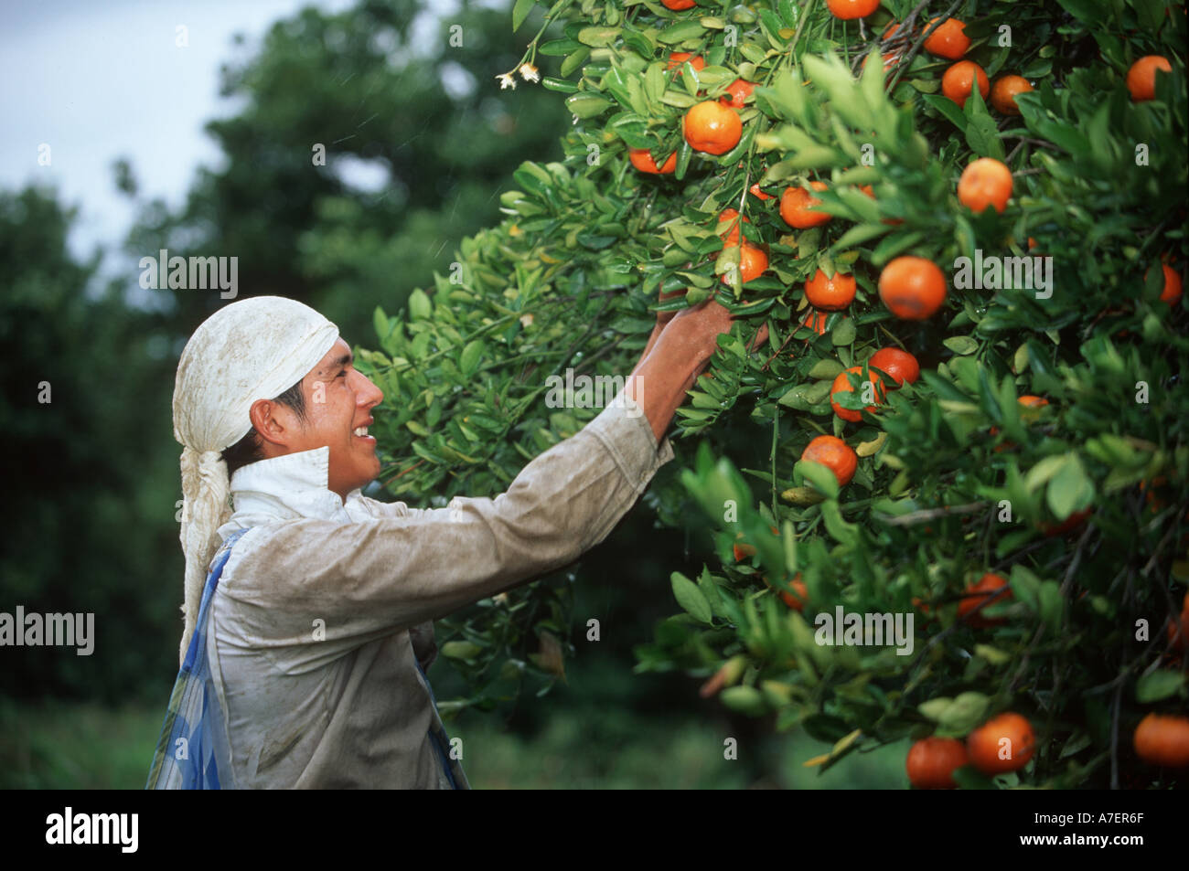 Orange farm, mexico hi-res stock photography and images - Alamy