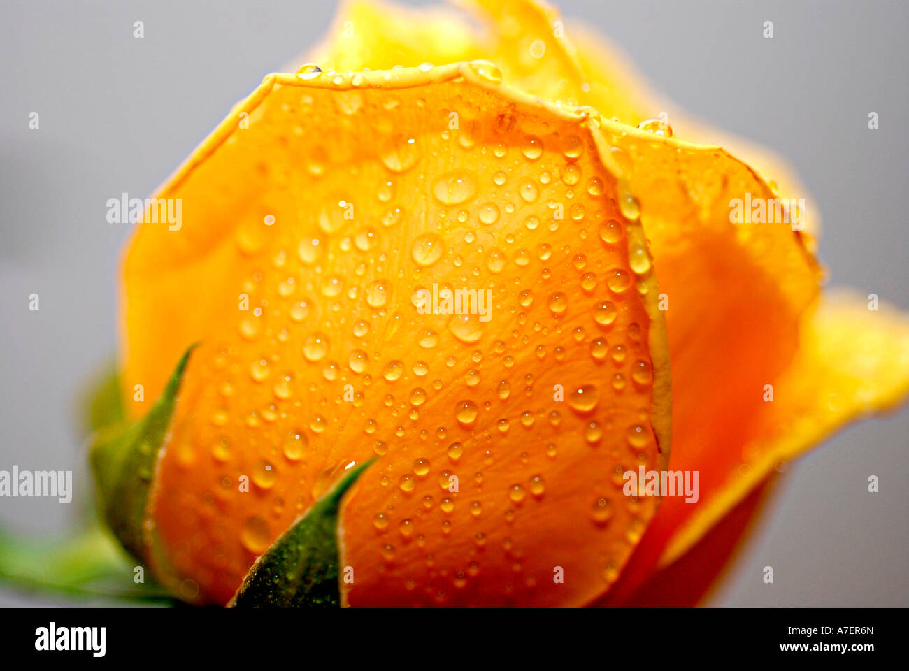 Rose close up drop hi-res stock photography and images - Alamy