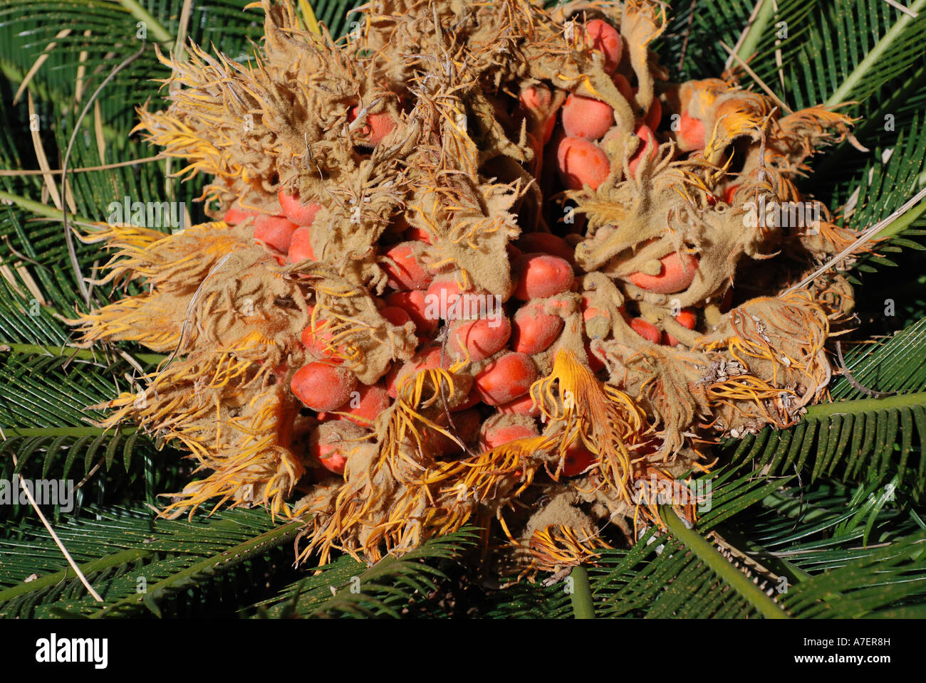 female Sago Palm Cycas revoluta Stock Photo - Alamy