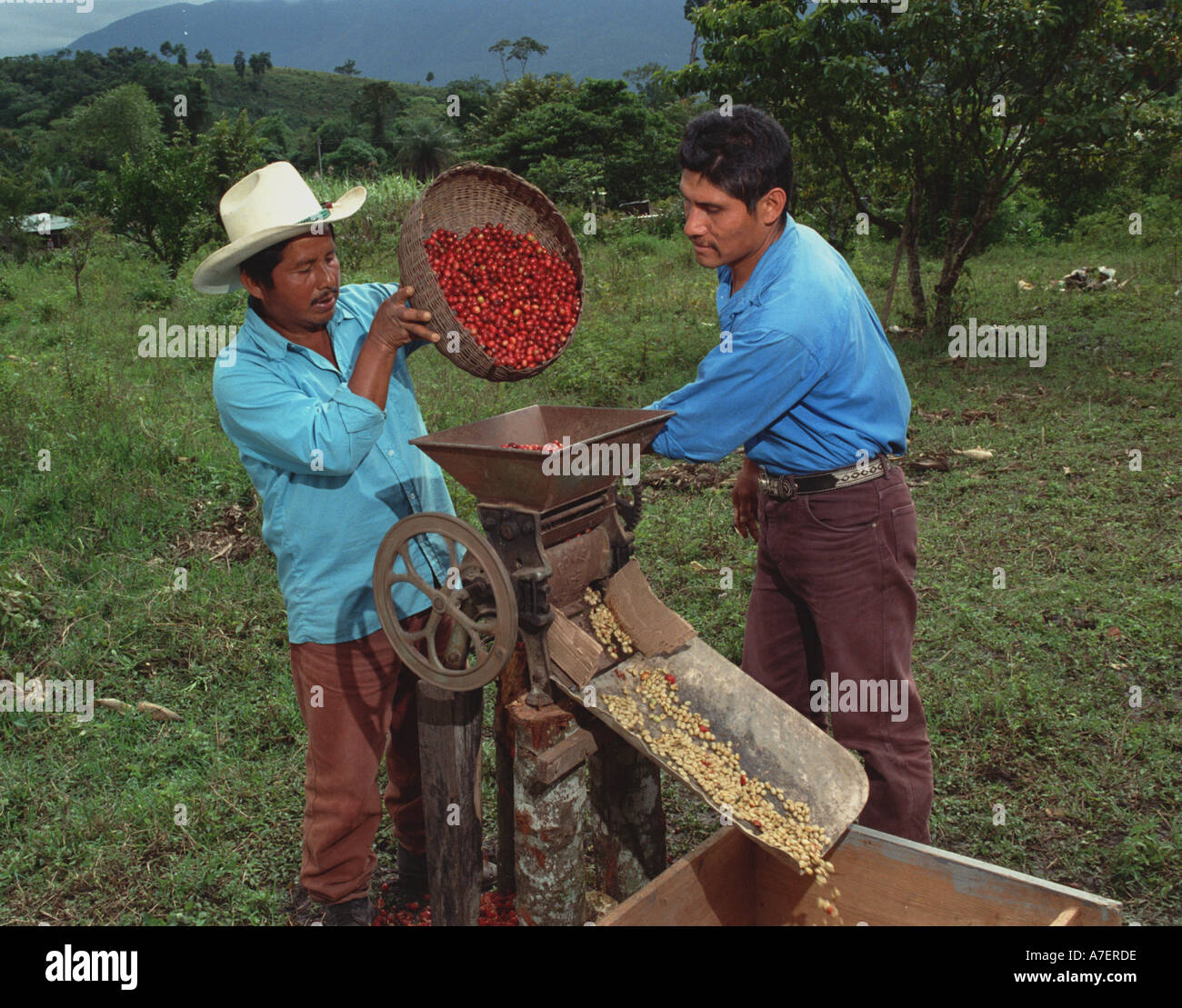 Mexico, Chiapas, Lacandon Jungle. Tzeltal Indians de-pulp organic ...