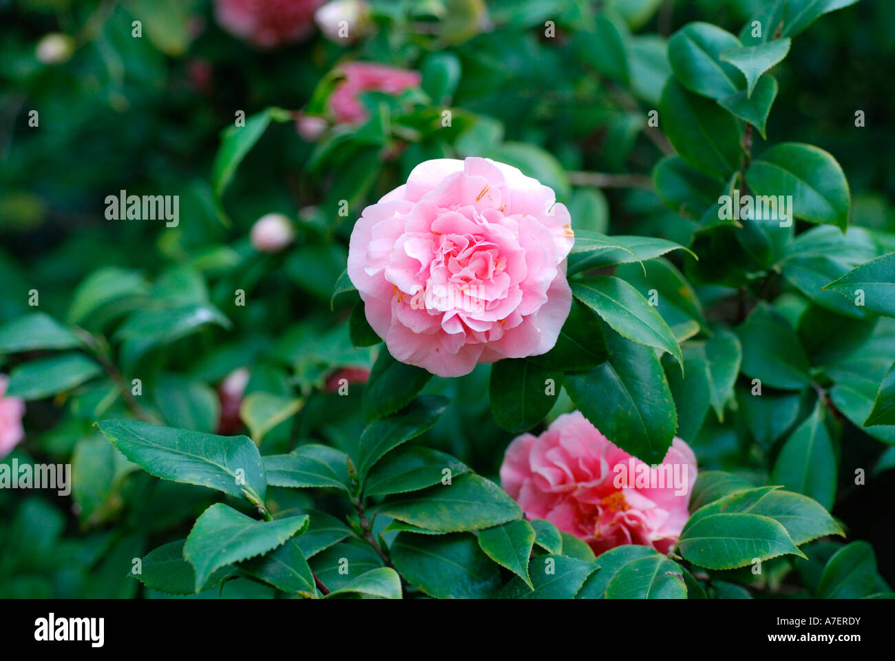 Pink rose bush Stock Photo - Alamy