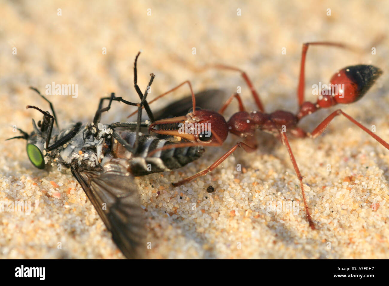Bull ant hi-res stock photography and images - Alamy