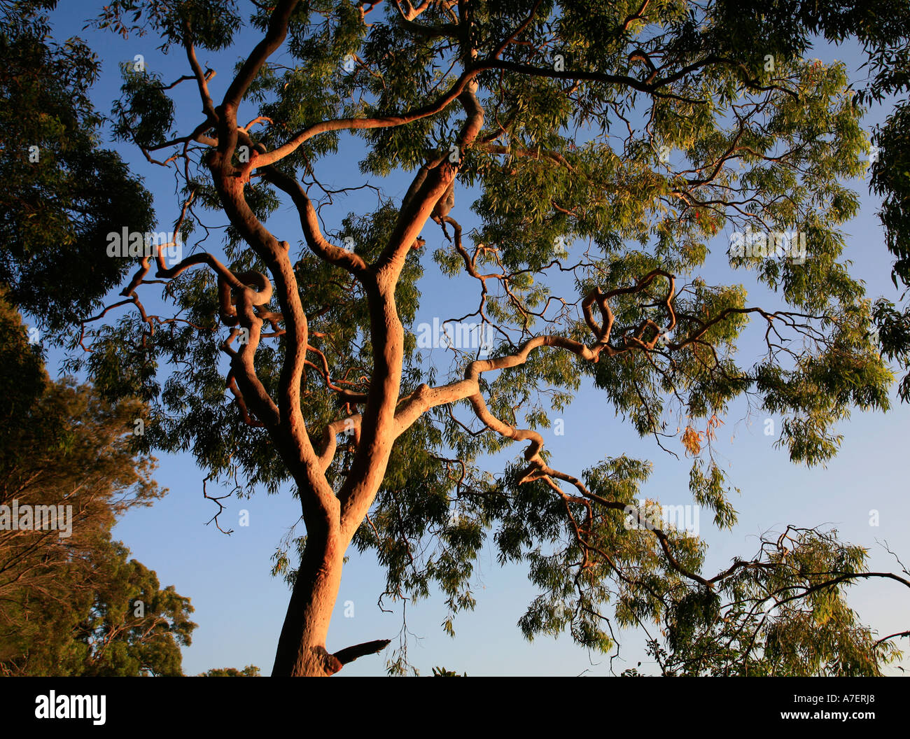 An Angophora gum tree in early morning light in Sydney Australia Stock ...