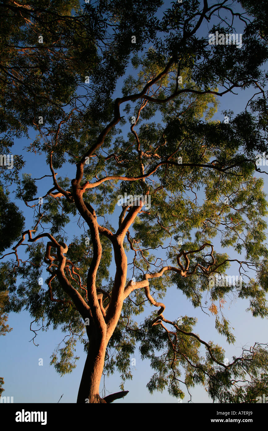 An Angophora gum tree in early morning light in Sydney Australia Stock ...