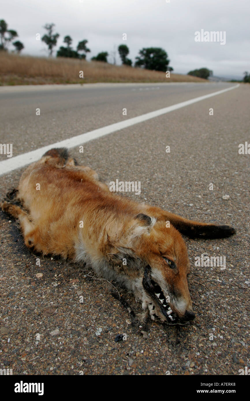 Dead fox on a road hi-res stock photography and images - Alamy