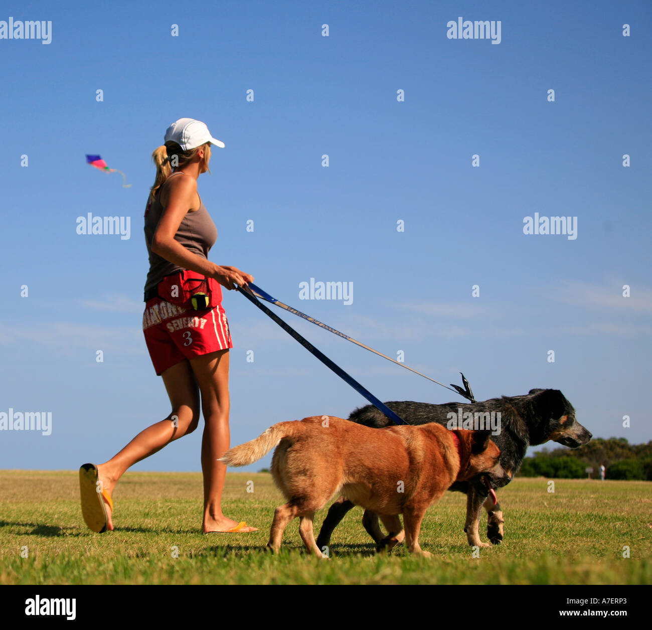 Walking two dogs Stock Photo - Alamy