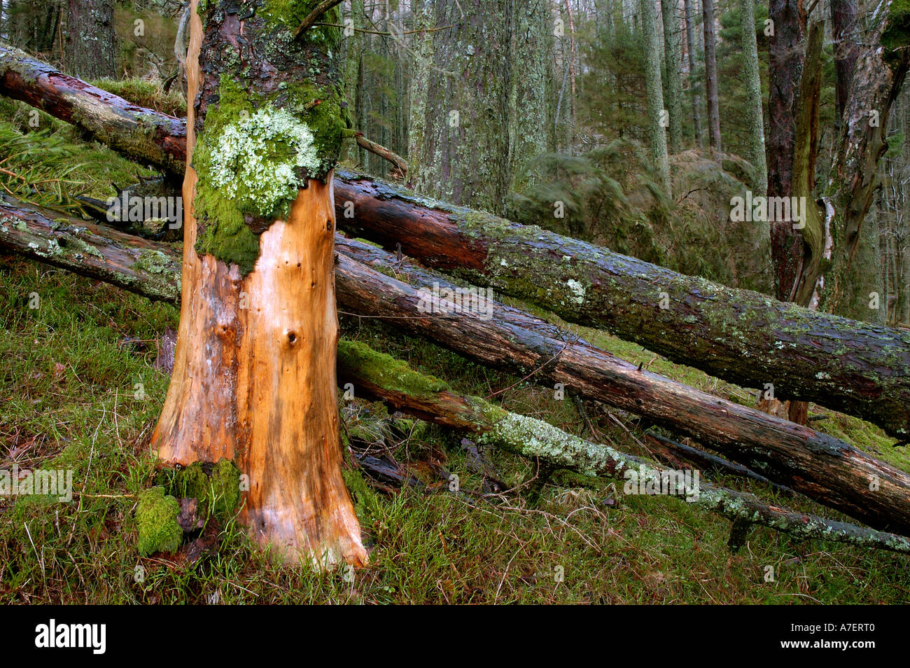 Conifer tree wales hi-res stock photography and images - Alamy