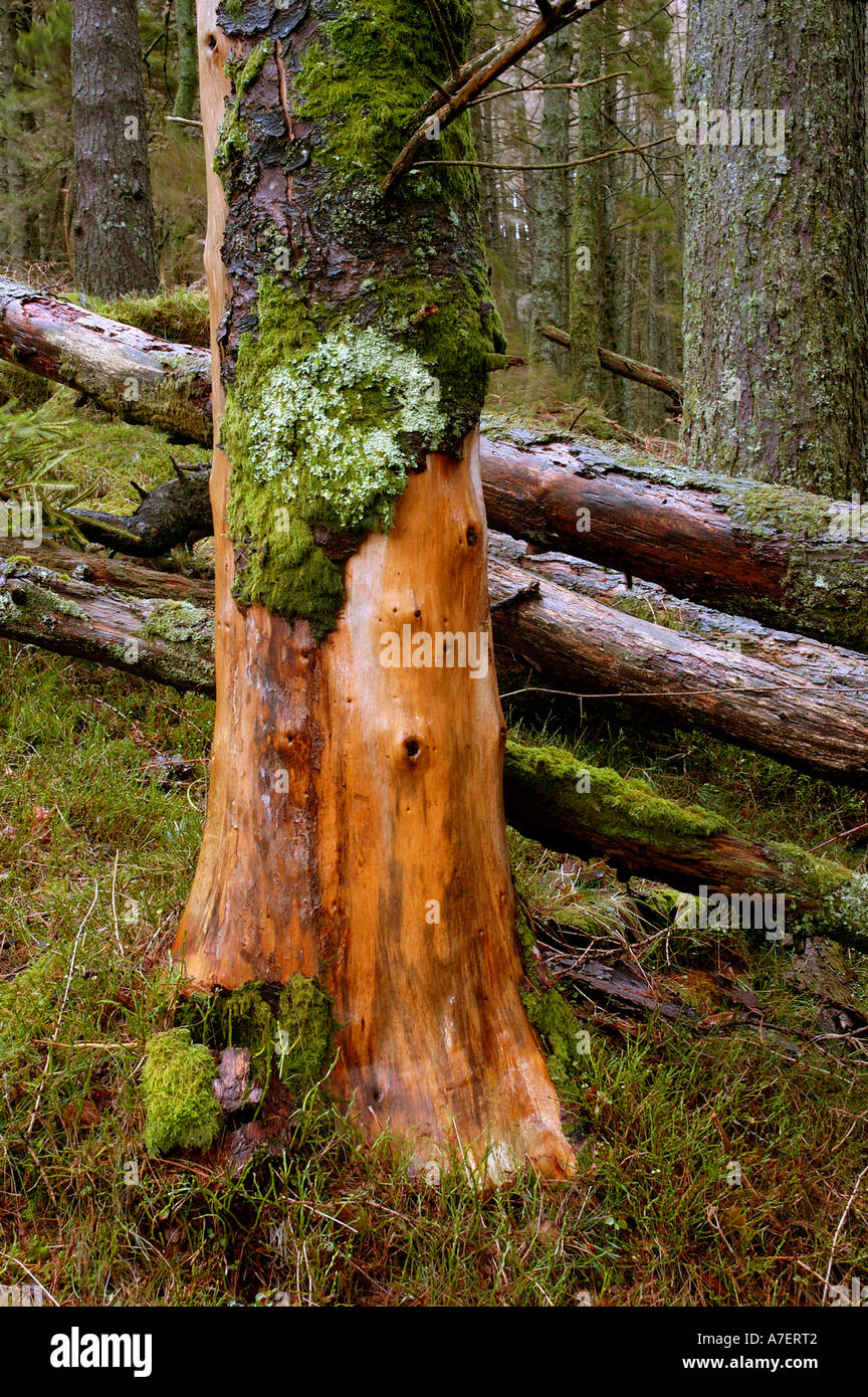 Conifer tree wales hi-res stock photography and images - Alamy