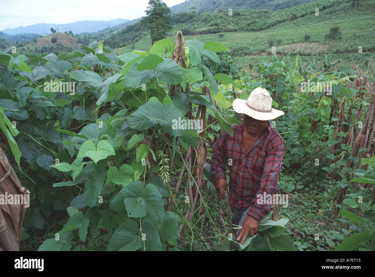 Tzeltal people hi-res stock photography and images - Alamy
