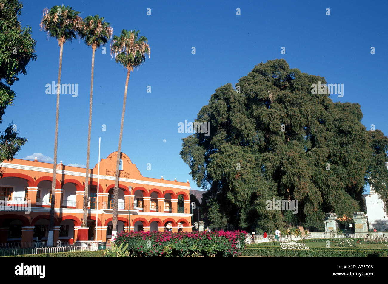North America, Mexico, Oaxaca, El Tule. 2000-3000 year old ahuhuete ...