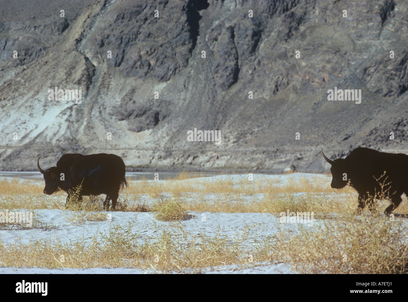 Wild yaks crossing a high altitude alpine desert in northern Pakistan ...