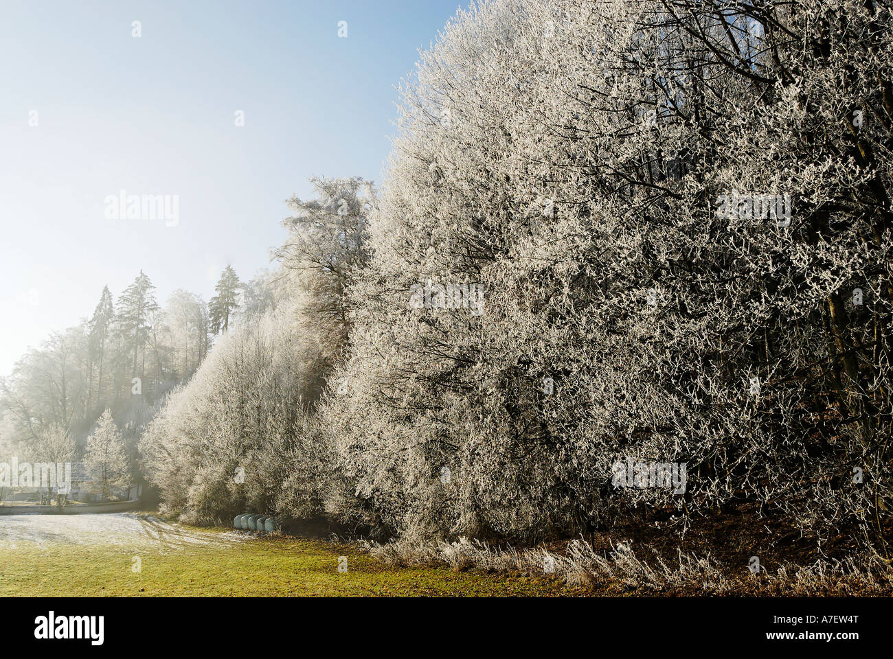 Hoar frost hoarfrost Stock Photo - Alamy