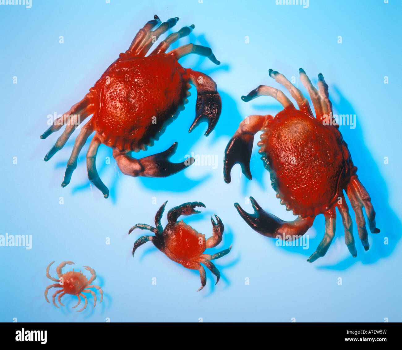 Crabs feeding hi-res stock photography and images - Alamy