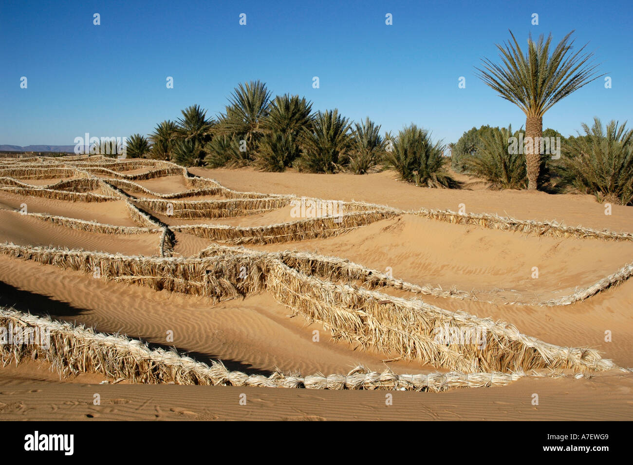 Stabilization of sand dunes using palm fronds Erg Chebbi Morocco Stock ...