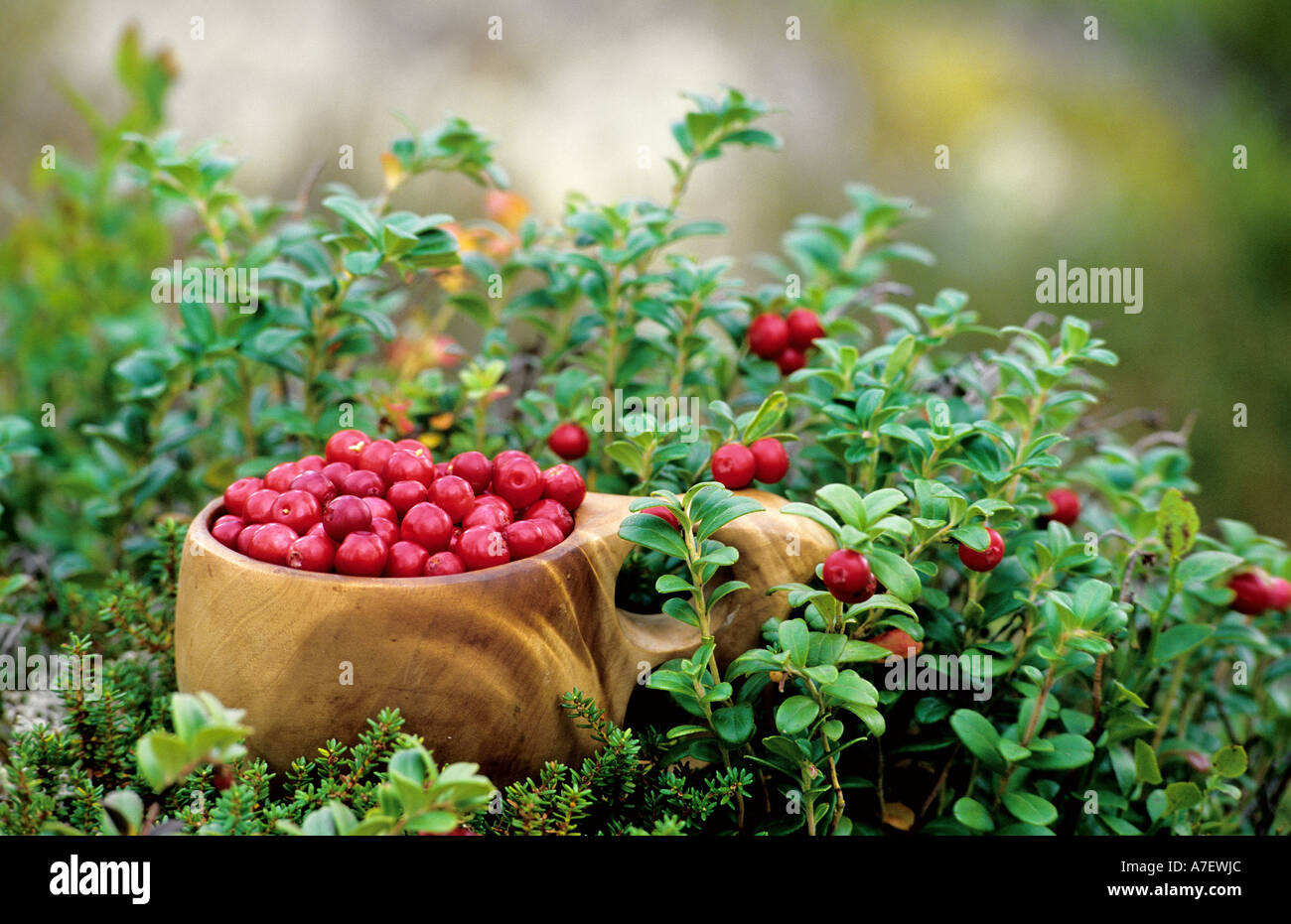 Lingon berry hi-res stock photography and images - Alamy