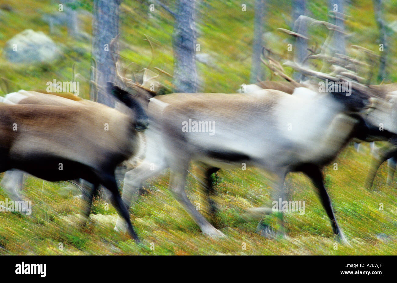 Herd of reindeers moving at speed Stock Photo - Alamy