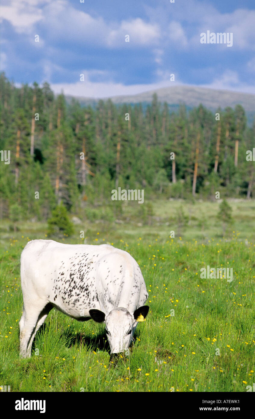 Nordic nature beef hi-res stock photography and images - Alamy