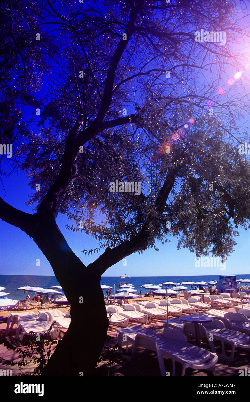 Oleaceae-like tree offers dappled shade on the beach Stock Photo - Alamy