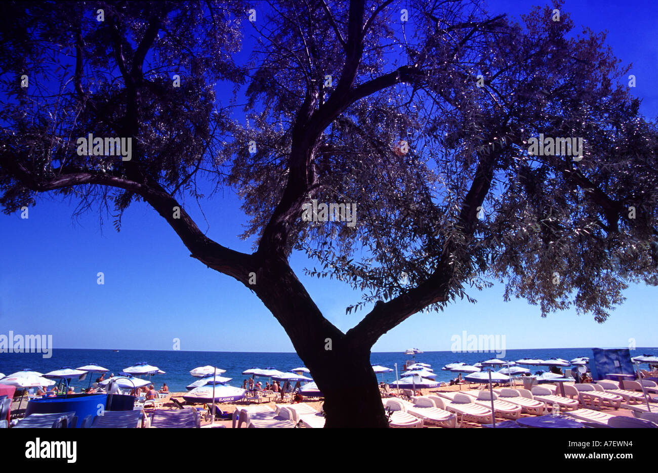 Tree offers shade hi-res stock photography and images - Alamy