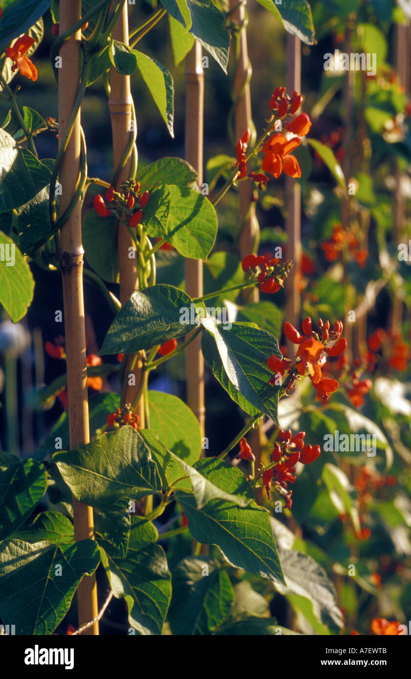Runner beans in flower The growing plants have been staked with ...