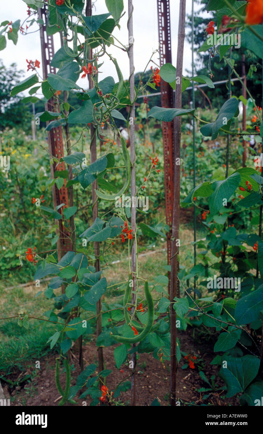 Runner beans in flower The growing plants have been staked with ...