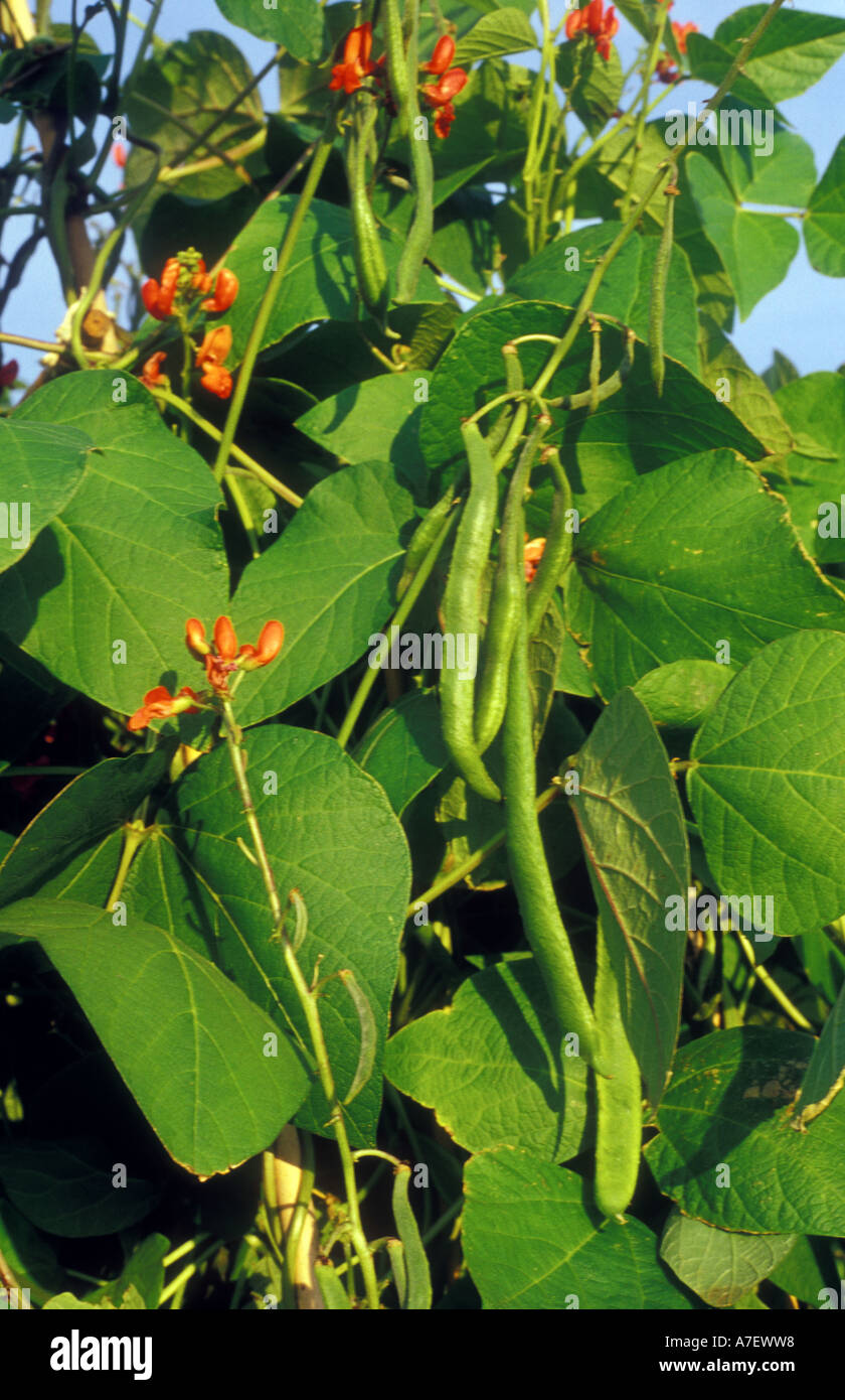 Bean stalk hi-res stock photography and images - Alamy