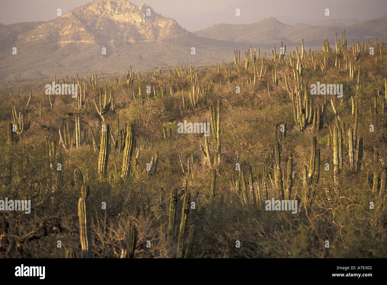 NA, Mexico, Baja Mexico, Cabo San Lucas. Cactus field, late afternoon ...