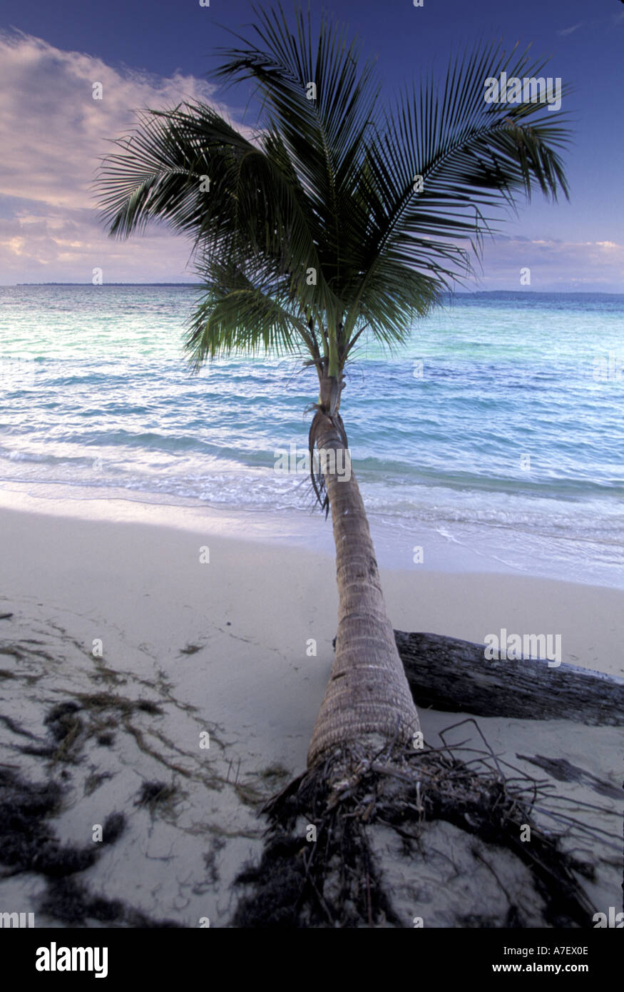 Central America, Panama Bocas del Toro Islands Palm tree and ocean ...