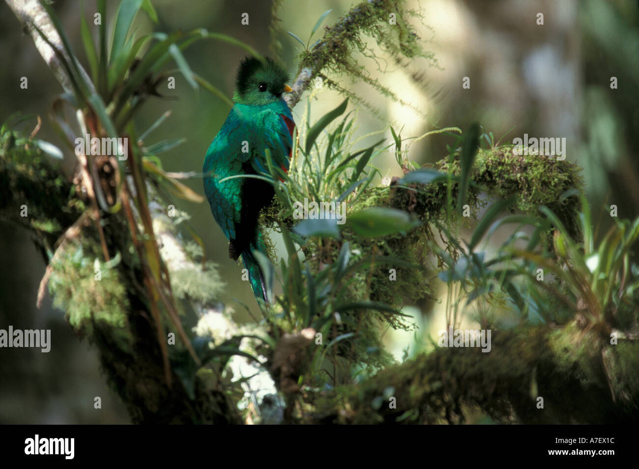 Resplendent quetzal panama hi-res stock photography and images - Alamy