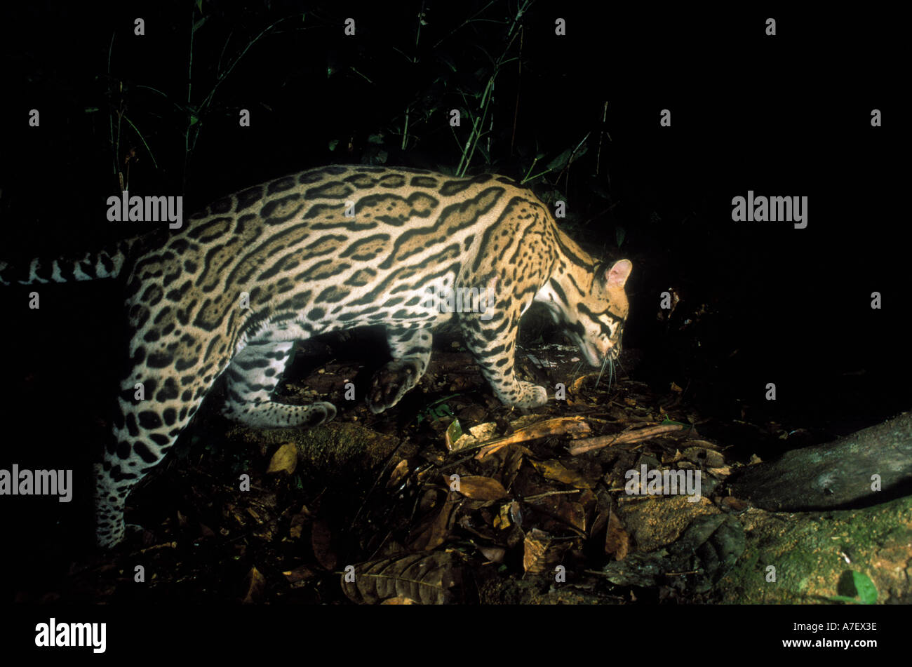 Panama, Borro Colorado Island, Ocelot near a fruit tree at night in ...